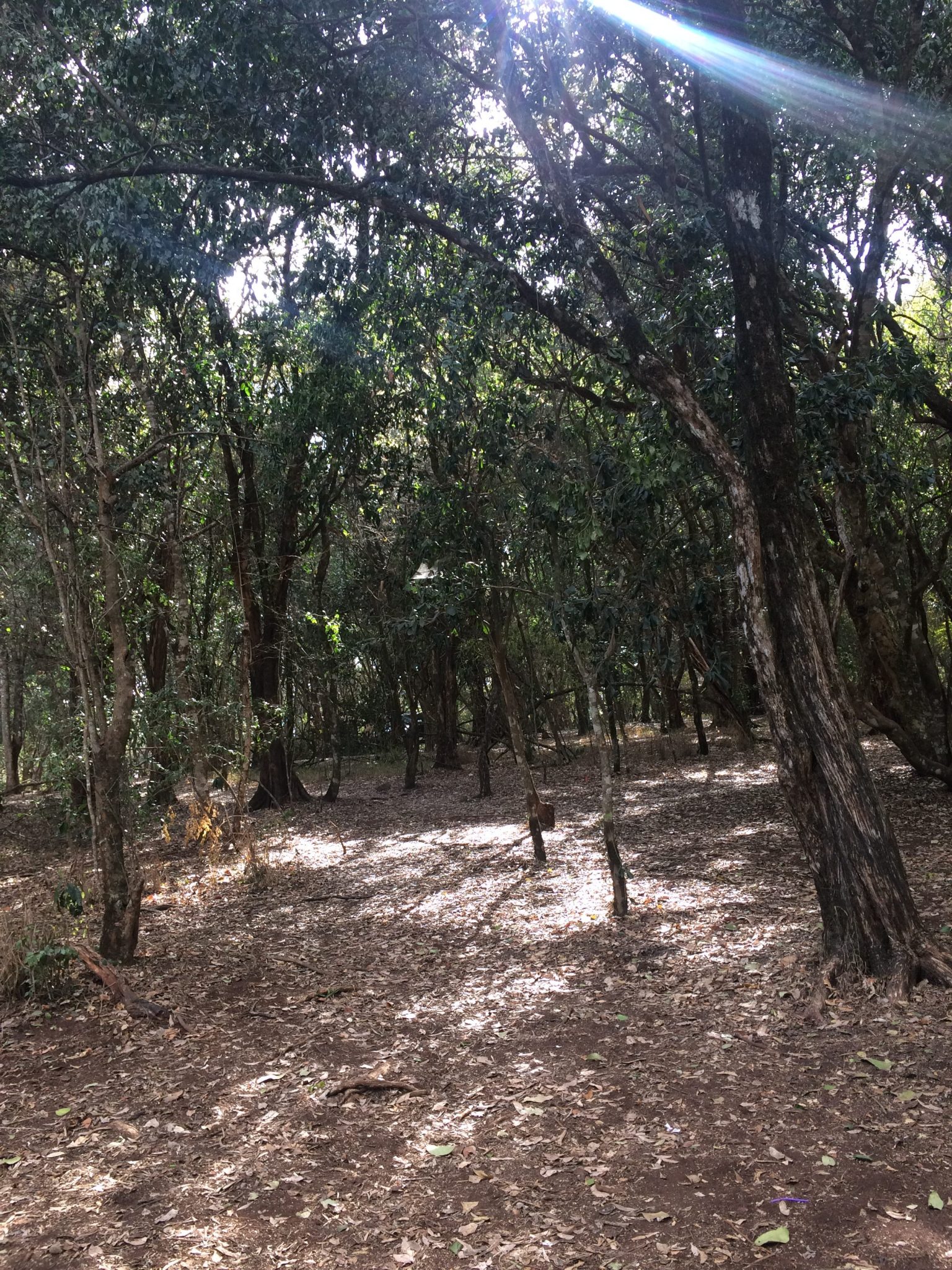 The Oloolua Nature Trail - Kendirita Tours & Travel Blog