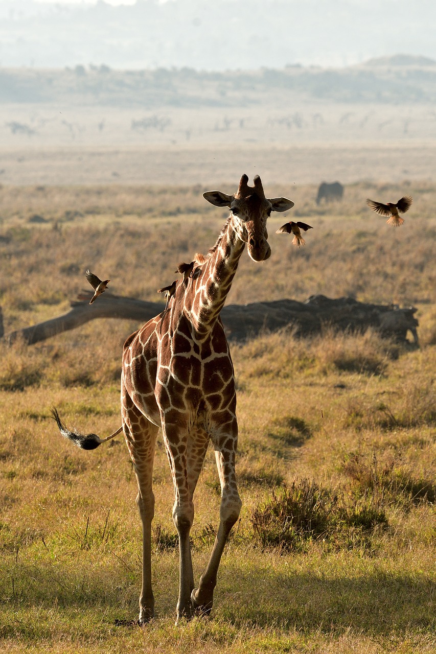 Wildlife Conservancies in Kenya - A Kenya Travel Guide Hub