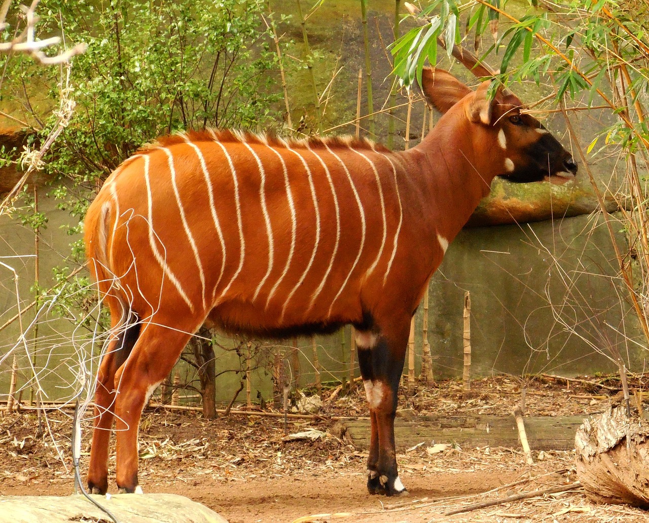 The Return of the Rare Mountain Bongo to Kenya - Kendirita Tours ...