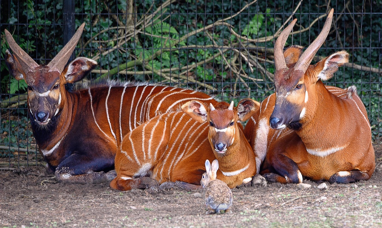 The Return of the Rare Mountain Bongo to Kenya - Kendirita Tours ...
