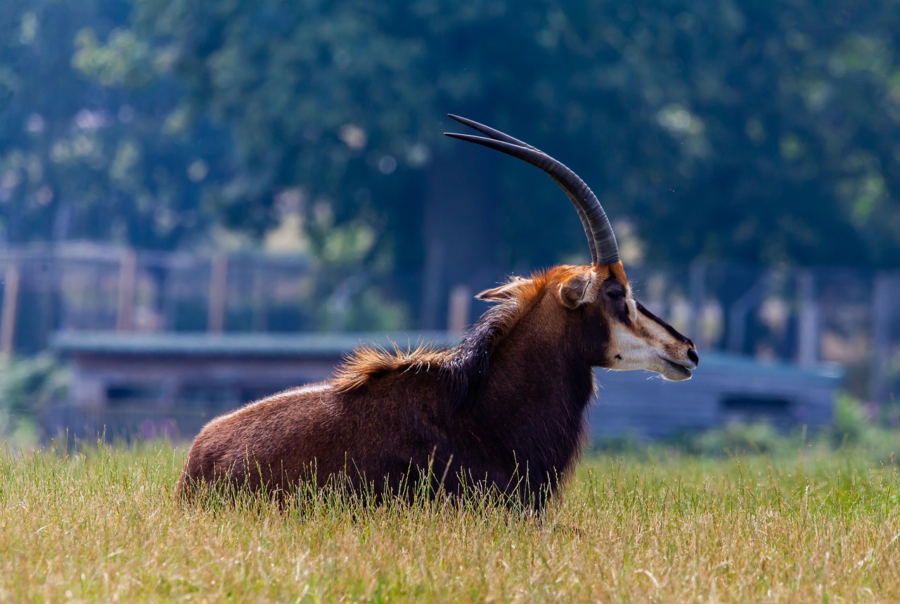 The Plight of the Sable Antelope of Kwale - A Kenya Travel Guide Hub