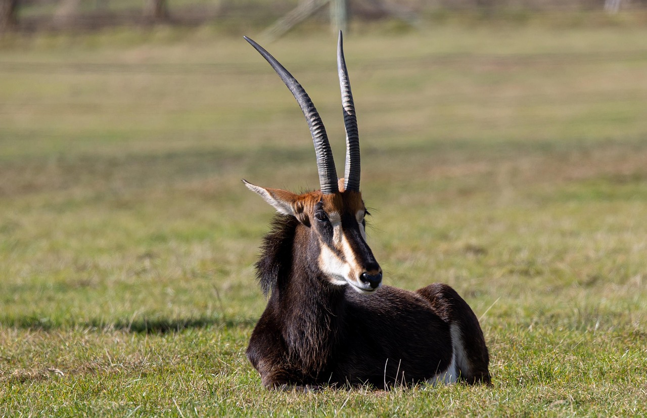 The Plight of the Sable Antelope of Kwale - A Kenya Travel Guide Hub